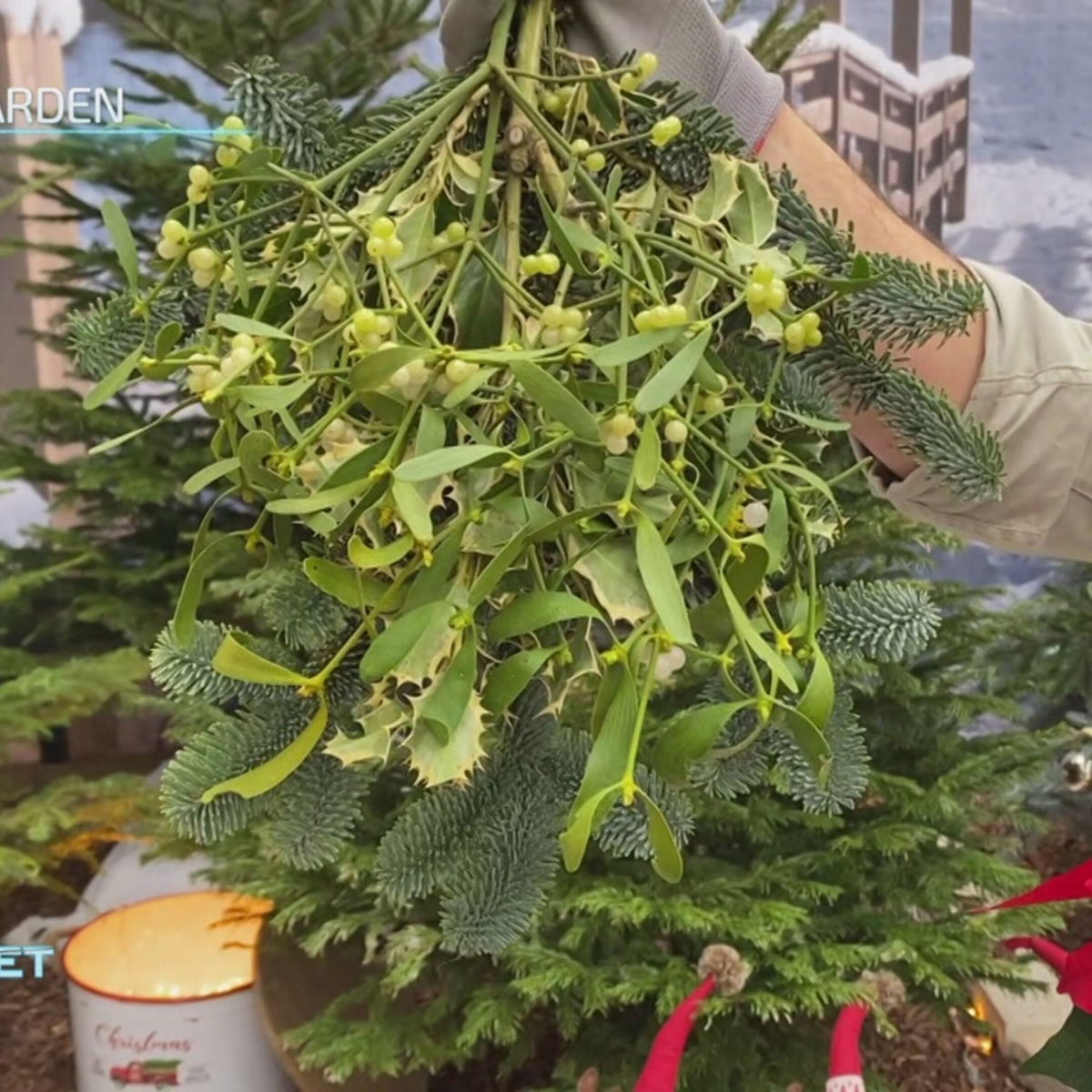 E-garden: il vischio